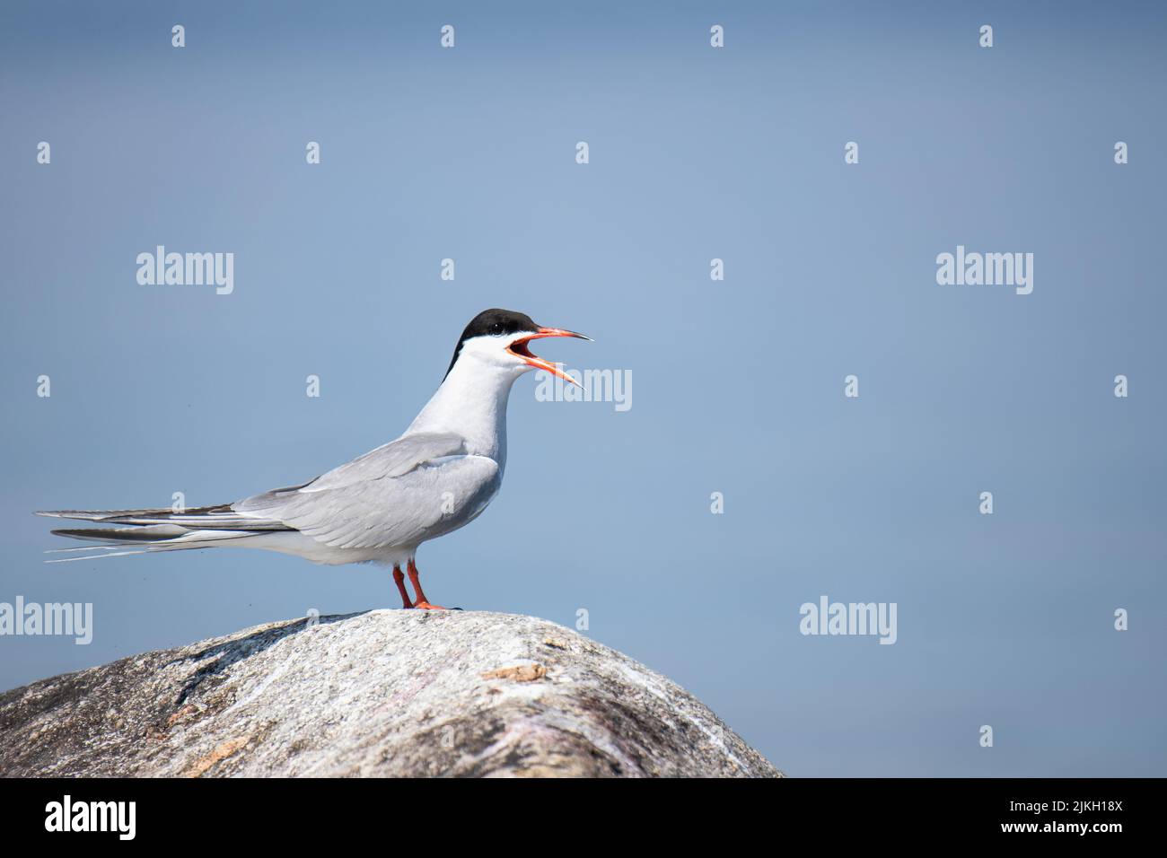 Common tern (Sterna hirundo) standing on a rock Stock Photo - Alamy