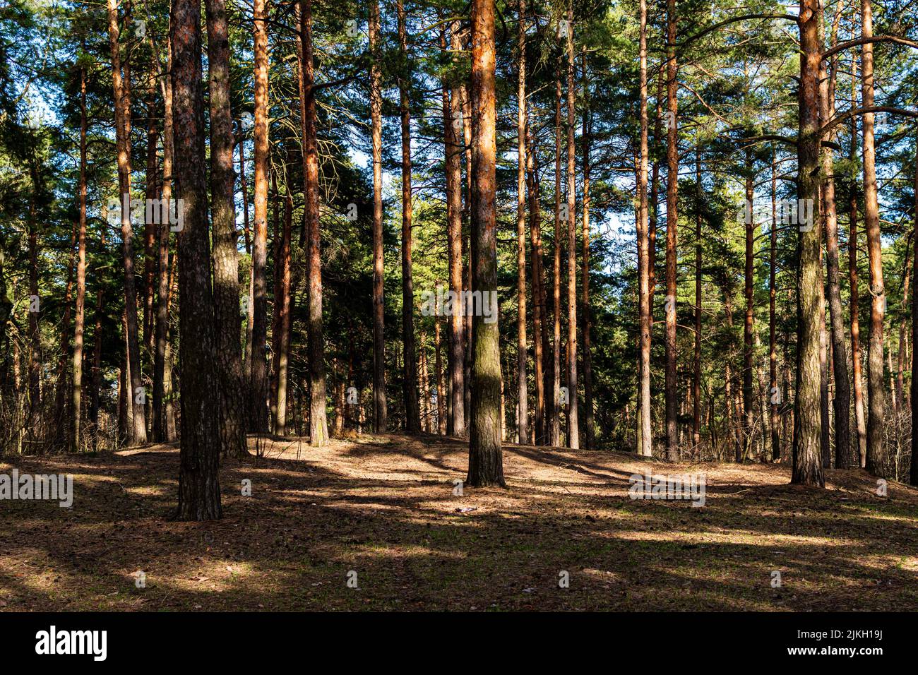 A scenic view of green pine trees in sunlight in Moscow, Russia Stock ...