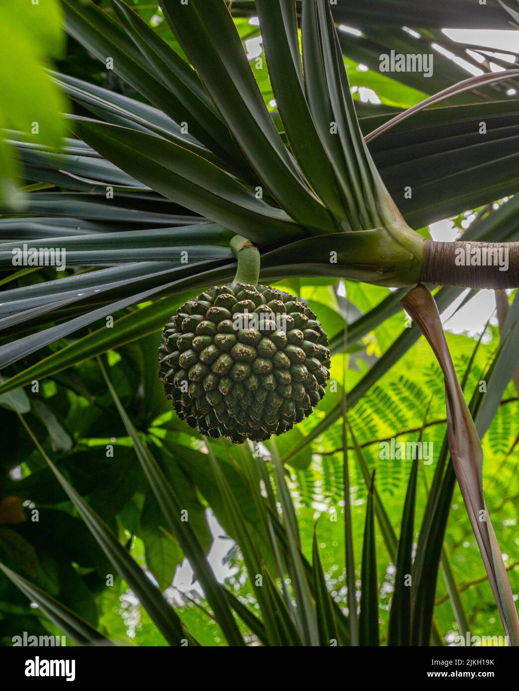 Common screwpine ( Pandanus utilis ) closeup. Exotic tasty fruit from ...