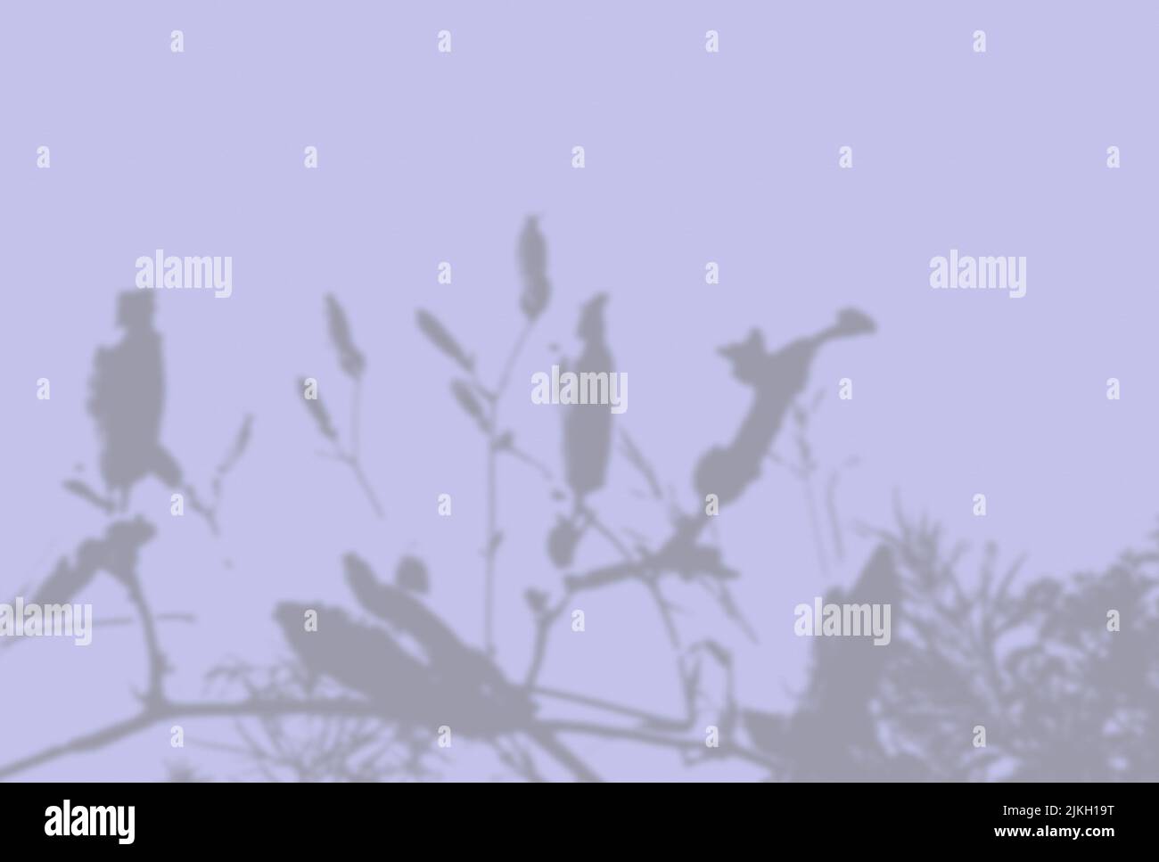 Natural light casts shadows from wildflowers. Top view of the shadow of ...