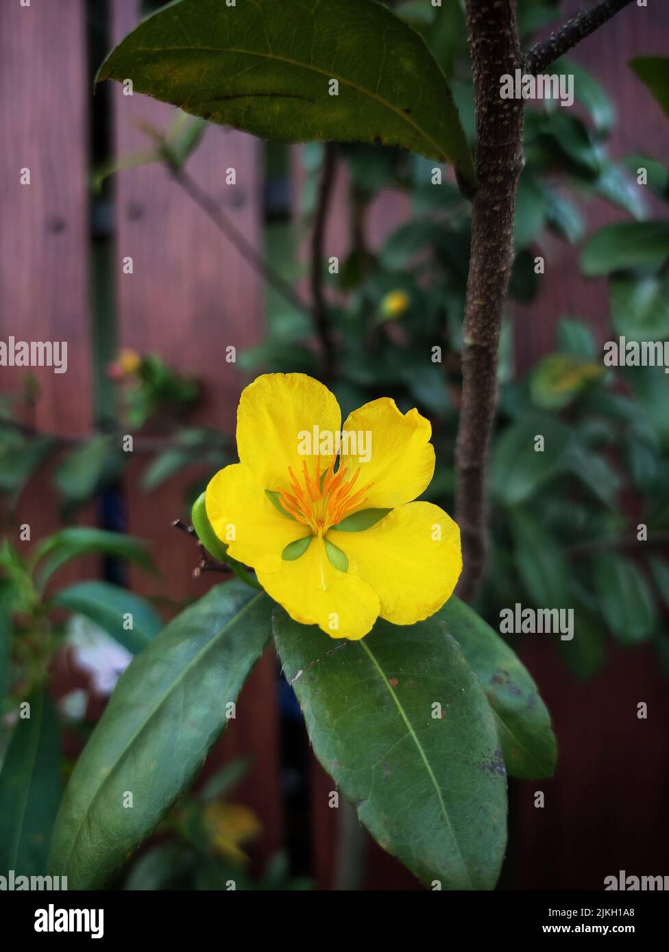A vertical closeup shot of a yellow Mai flower (Ochna integerrima Stock ...