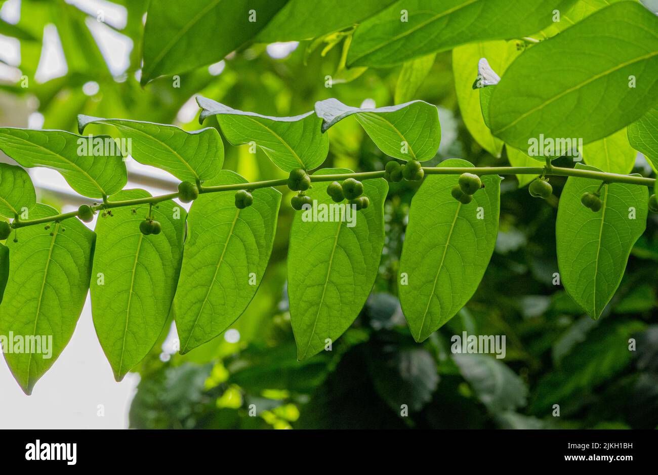 Phyllanthus mirabilis phyllanthaceae plant hi-res stock photography and ...