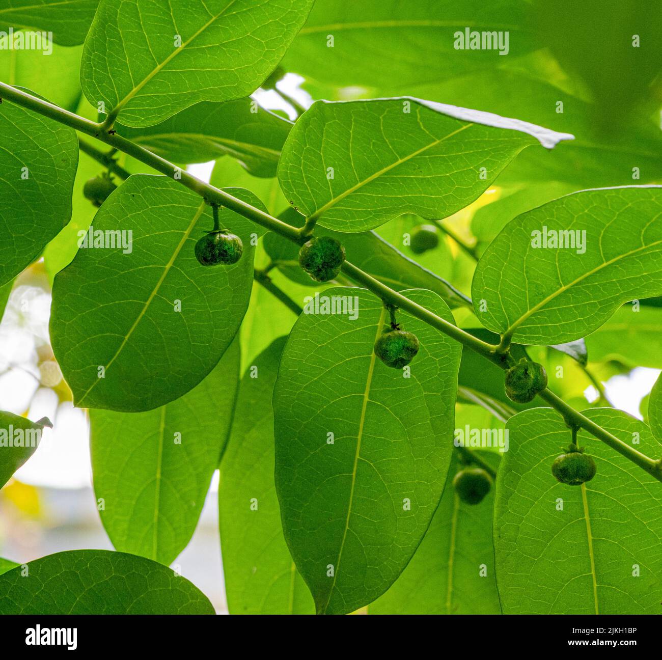 Phyllanthus mirabilis phyllanthaceae plant hi-res stock photography and ...