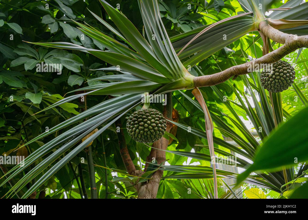 Common screwpine ( Pandanus utilis ) closeup. Exotic tasty fruit from ...
