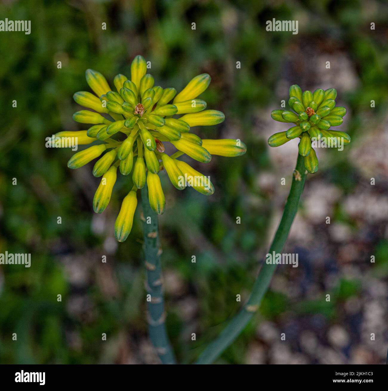Aloe species (Aloe sinkatana), native to Northeast Africa Stock Photo ...