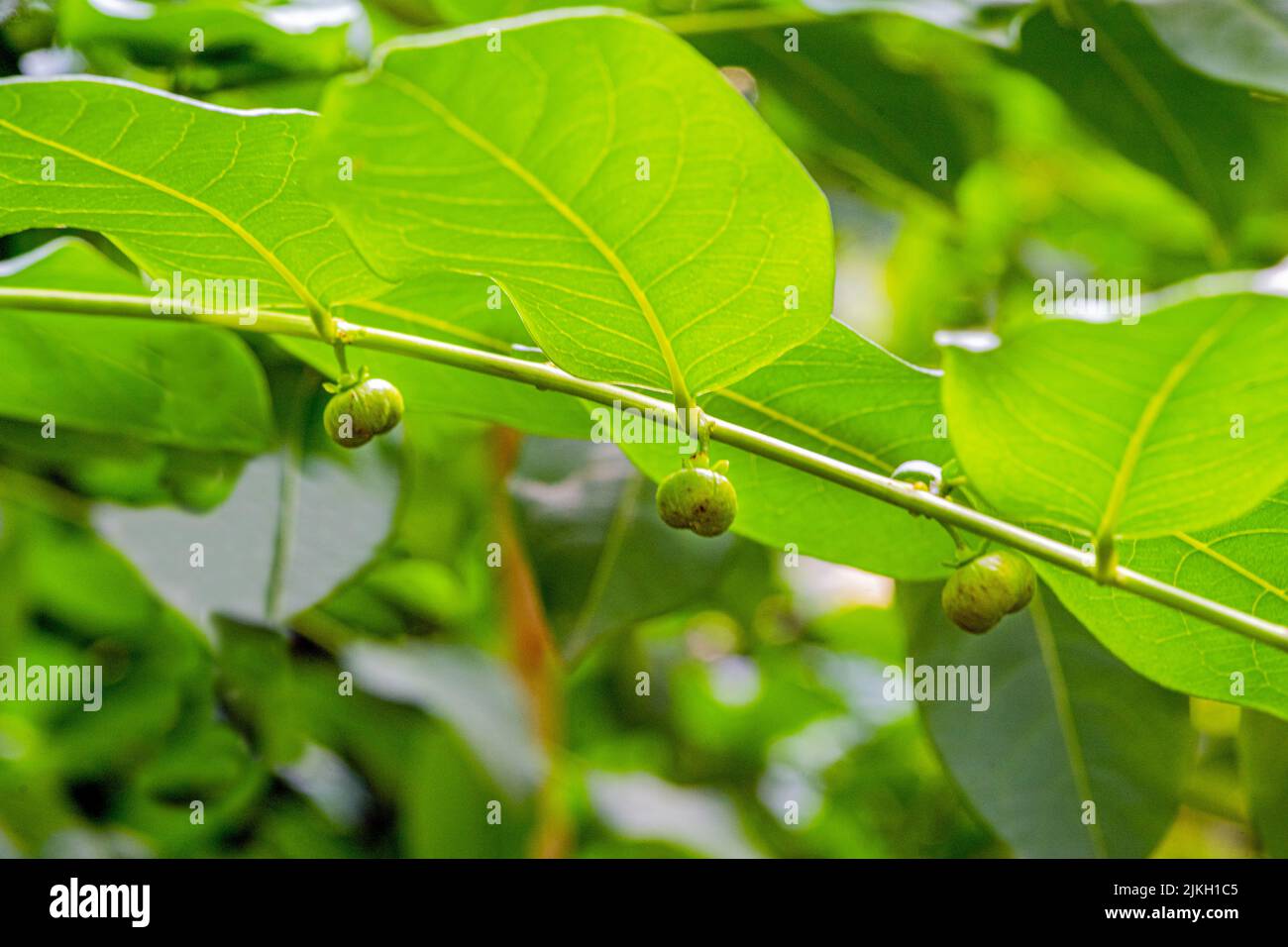 Phyllanthus. Green grass called Carry me seed, has small green leaves ...