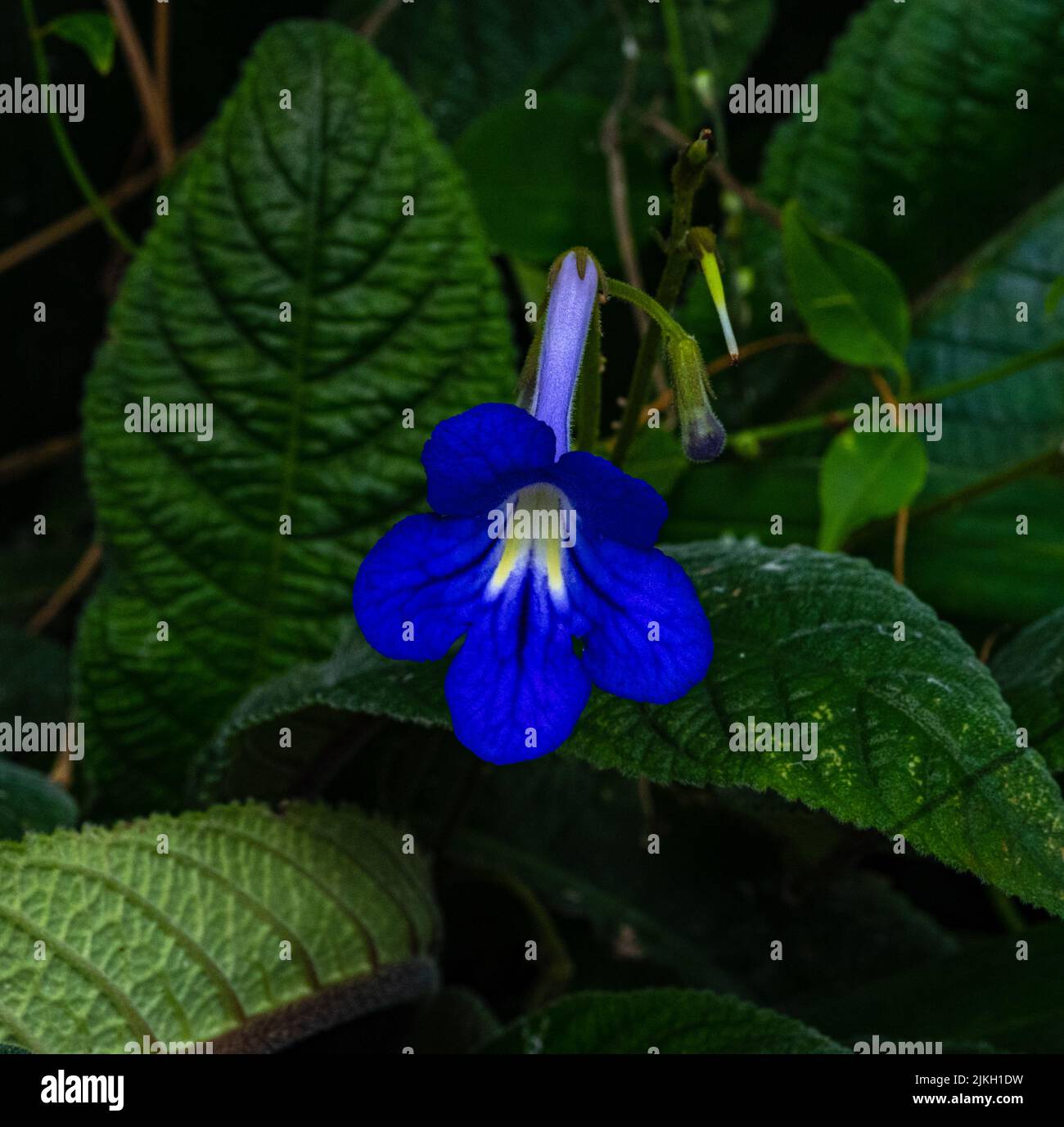Streptocarpus, cape primrose . Botanical garden Heidelberg, Baden ...