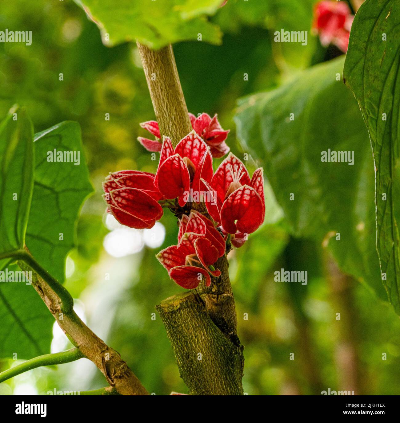 Goethea strictiflora or Pavonia strictiflora is a shrub native to ...