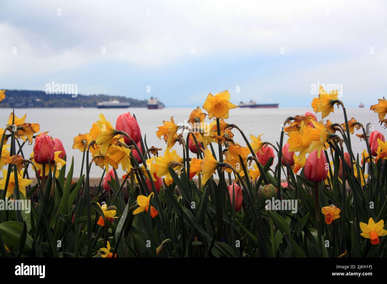 A shallow focus shot of tulips and narcissus flowers at the English Bay ...