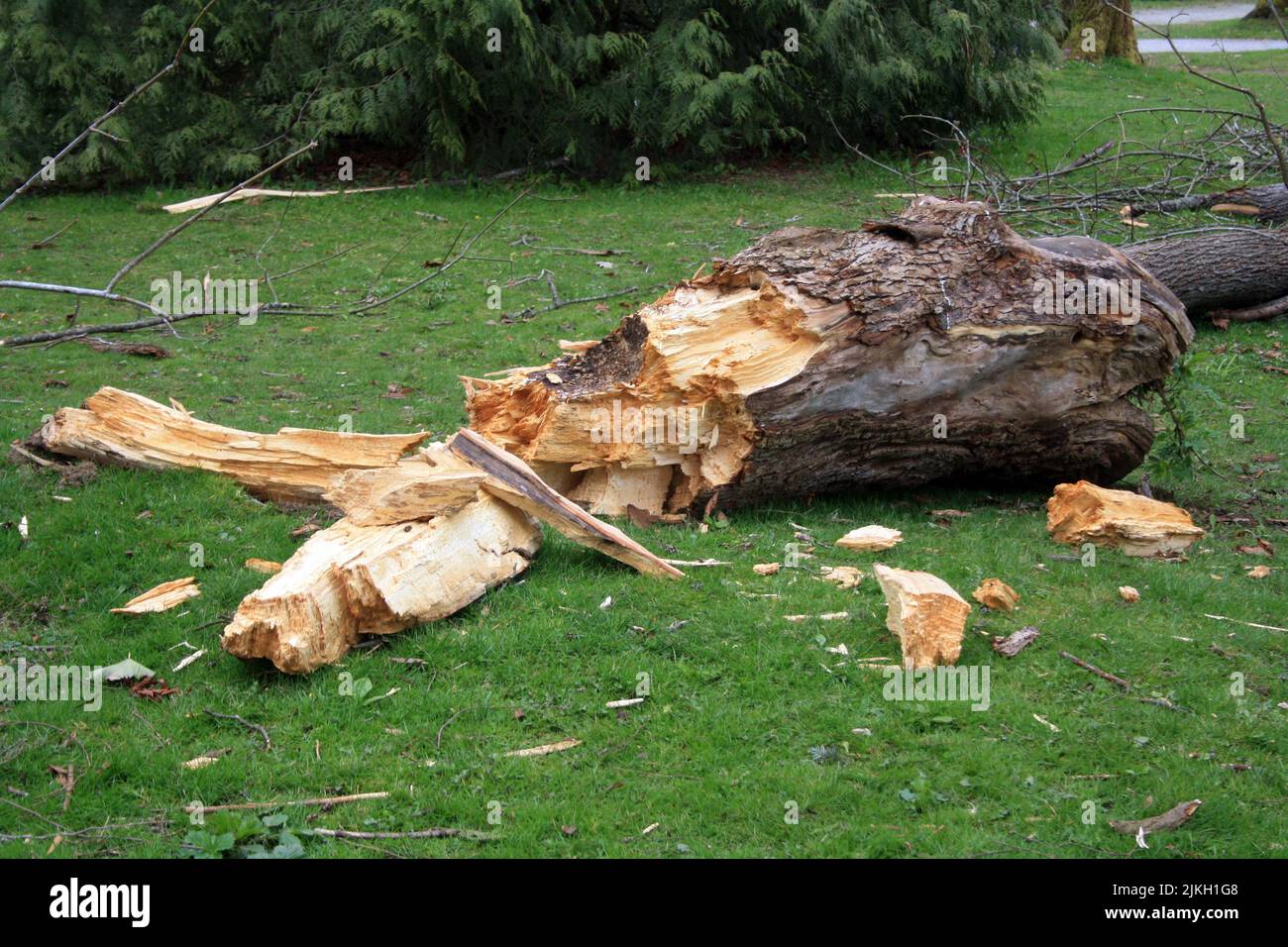 Broken tree hi-res stock photography and images - Alamy