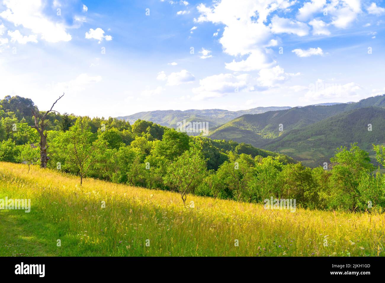 A mesmerizing view of the forest with dense green trees and grass ...