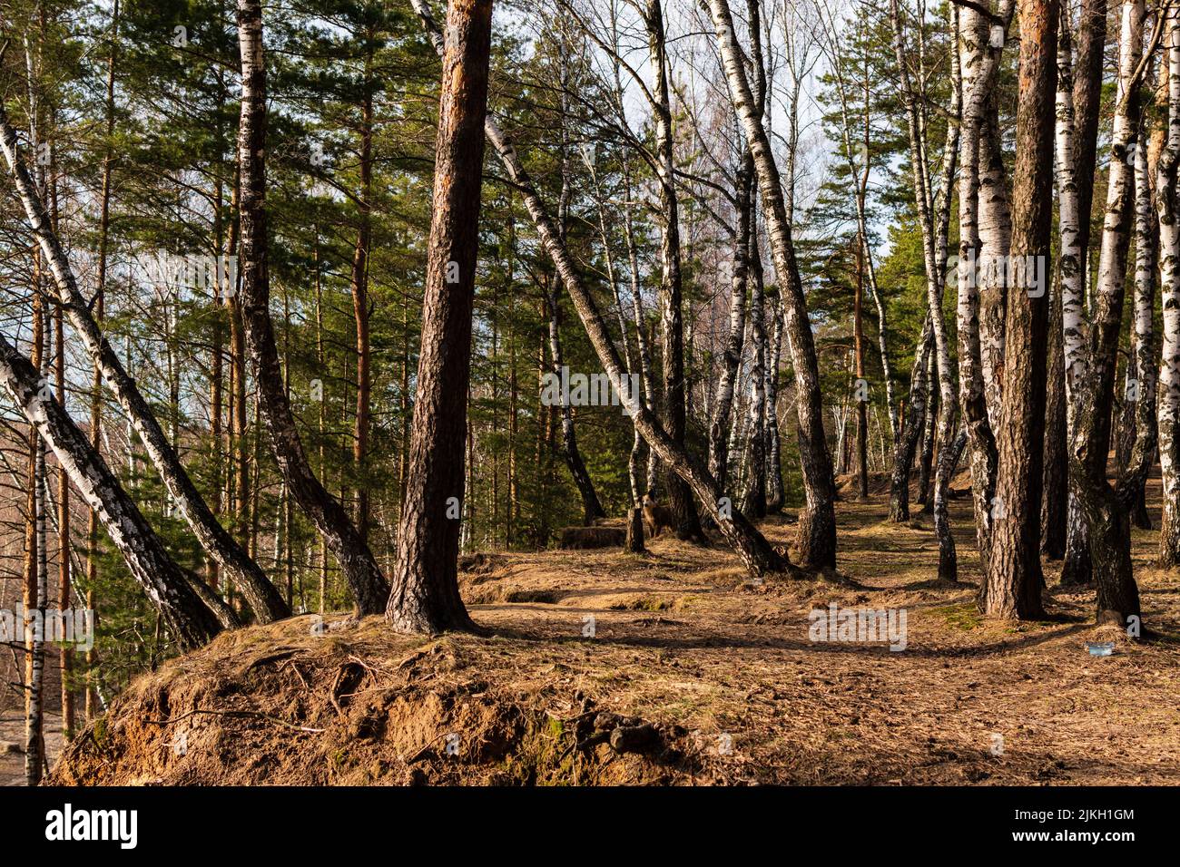 A scenic view of green pine trees in sunlight in Moscow, Russia Stock ...