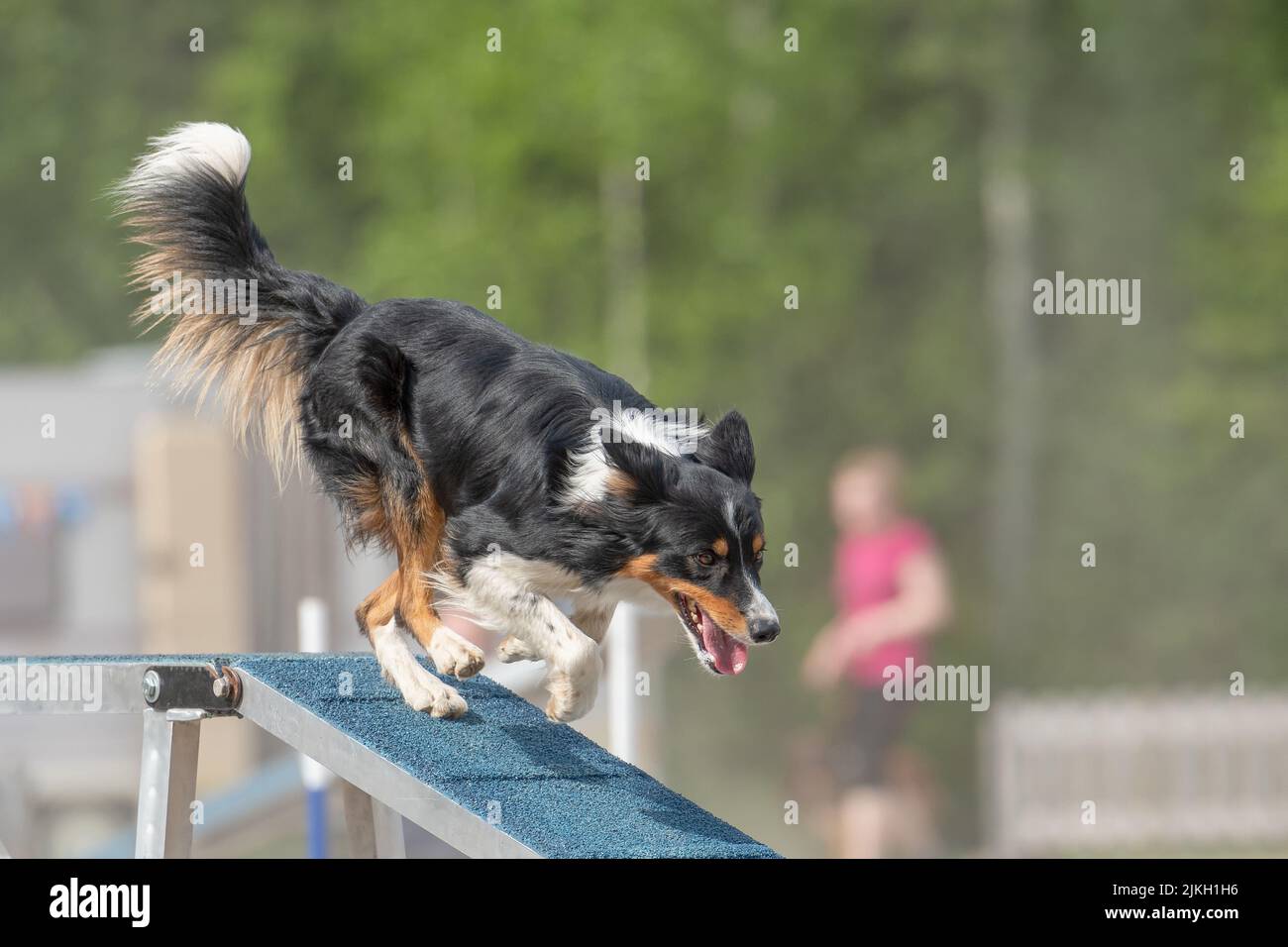 Australian shepherd is running on the boom in agility training Stock ...