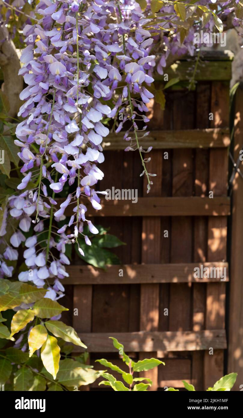 Boughs of wisteria outside a residential London property Stock Photo ...