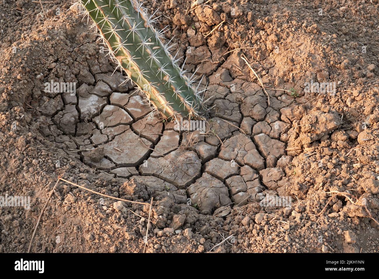 Cactus in egypt hi-res stock photography and images - Alamy