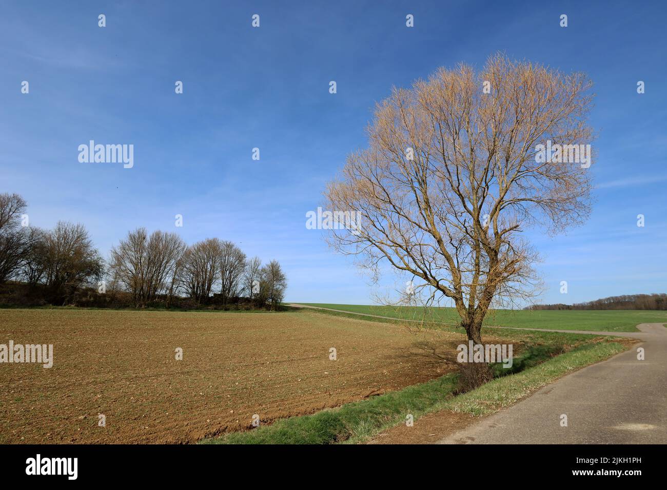 Spring landscape with a tree on a clear day Stock Photo - Alamy
