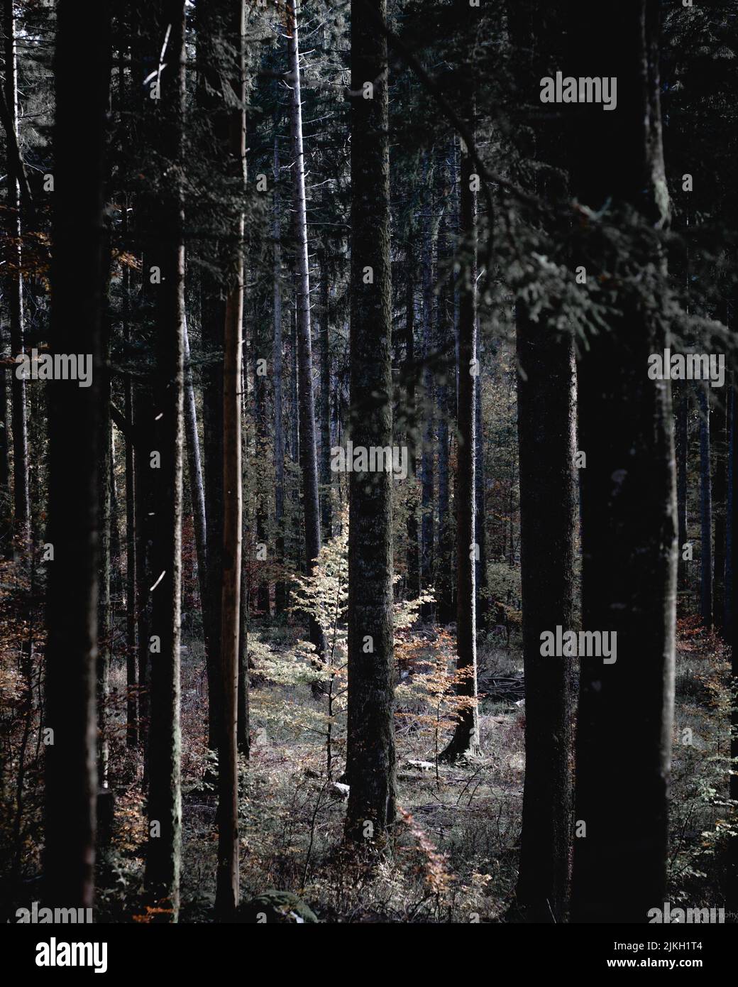 Vertical shot forest trees hi-res stock photography and images - Alamy