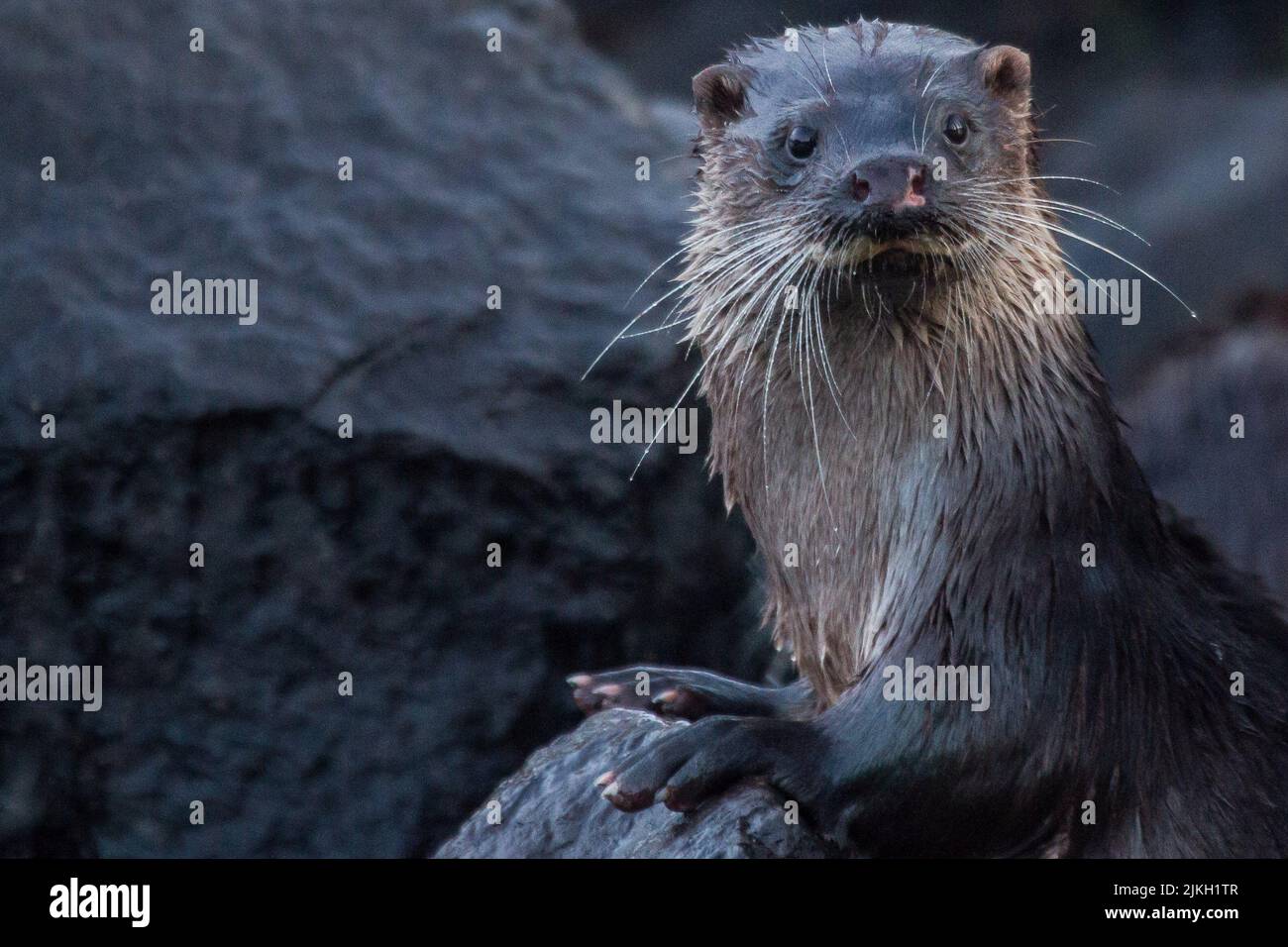 A cute wet otter looking in the camera Stock Photo - Alamy