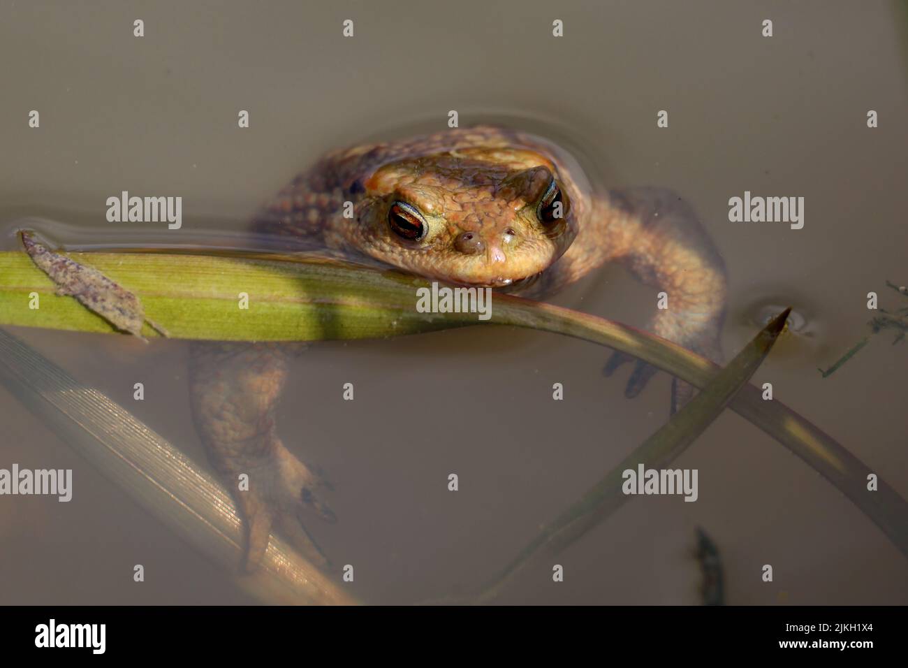 Toad in the breeding season in a pond Stock Photo - Alamy