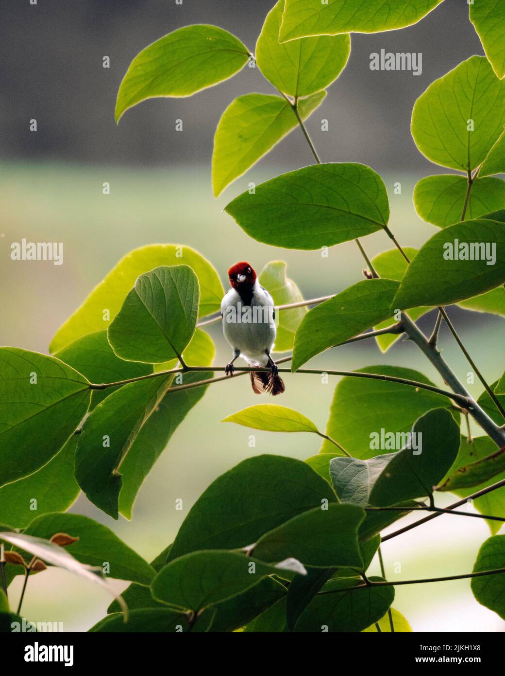 A vertical shot of a red-capped cardinal perched on a green branch of a ...