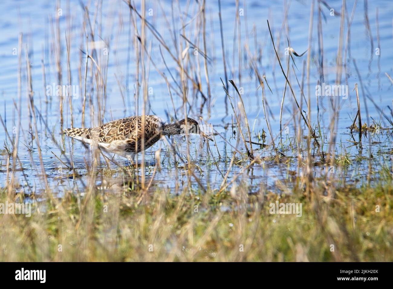 Ruff bird uk hi-res stock photography and images - Alamy