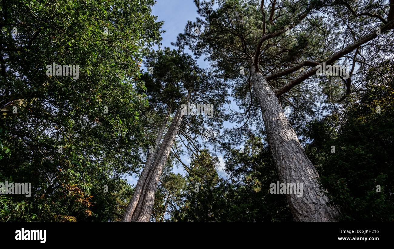 A low angle shot of tall redwood pine trees Stock Photo - Alamy