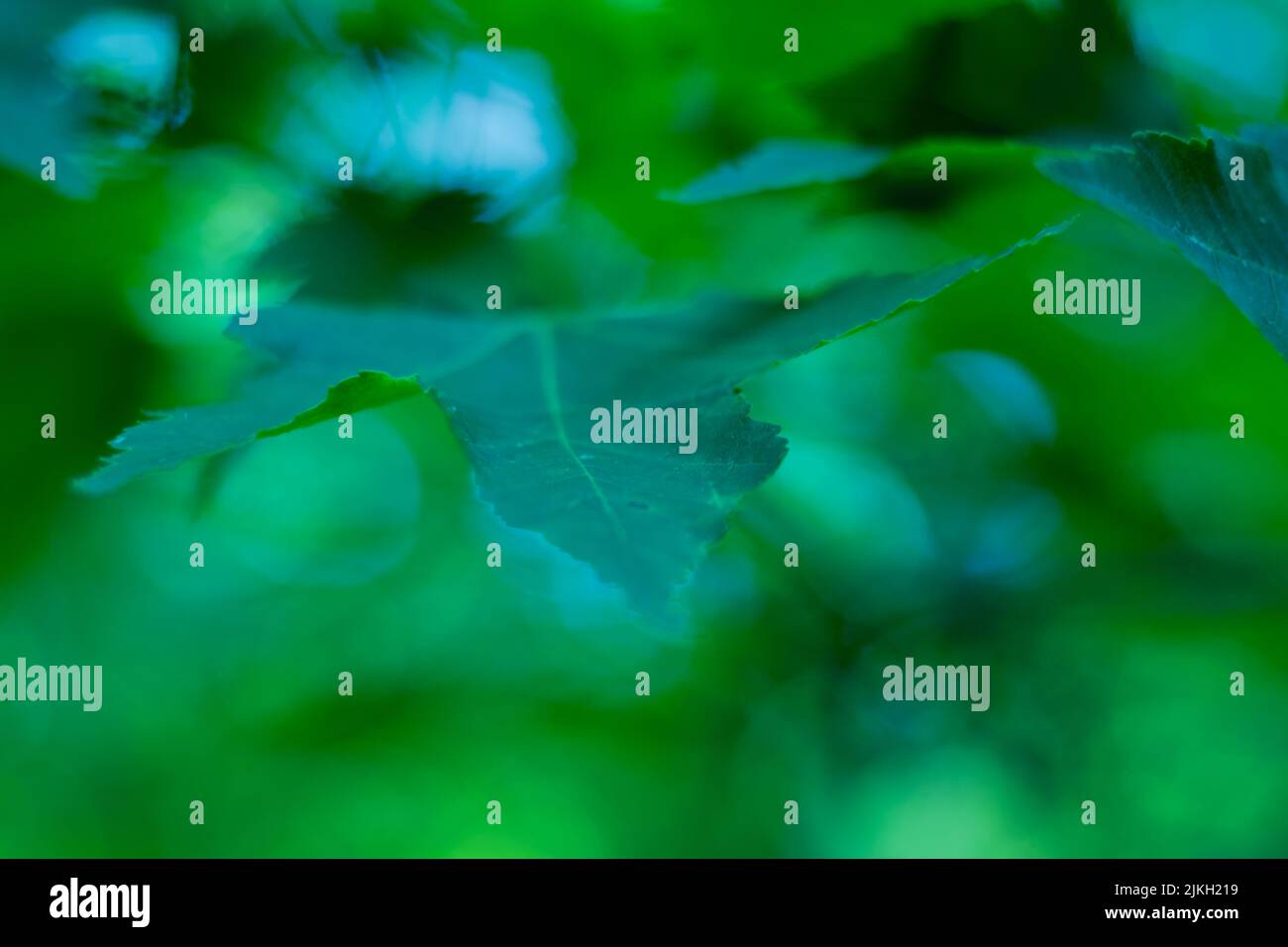 Macro shot maple leaf hi-res stock photography and images - Alamy
