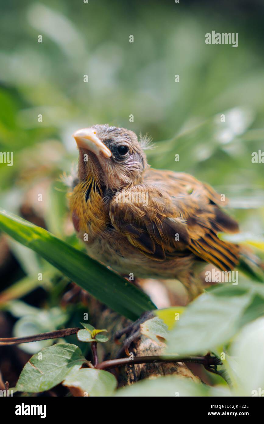 Old world birds hi-res stock photography and images - Alamy
