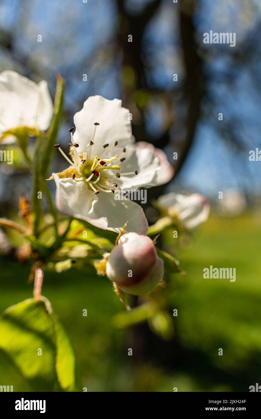 Chinese pear tree hi-res stock photography and images - Alamy