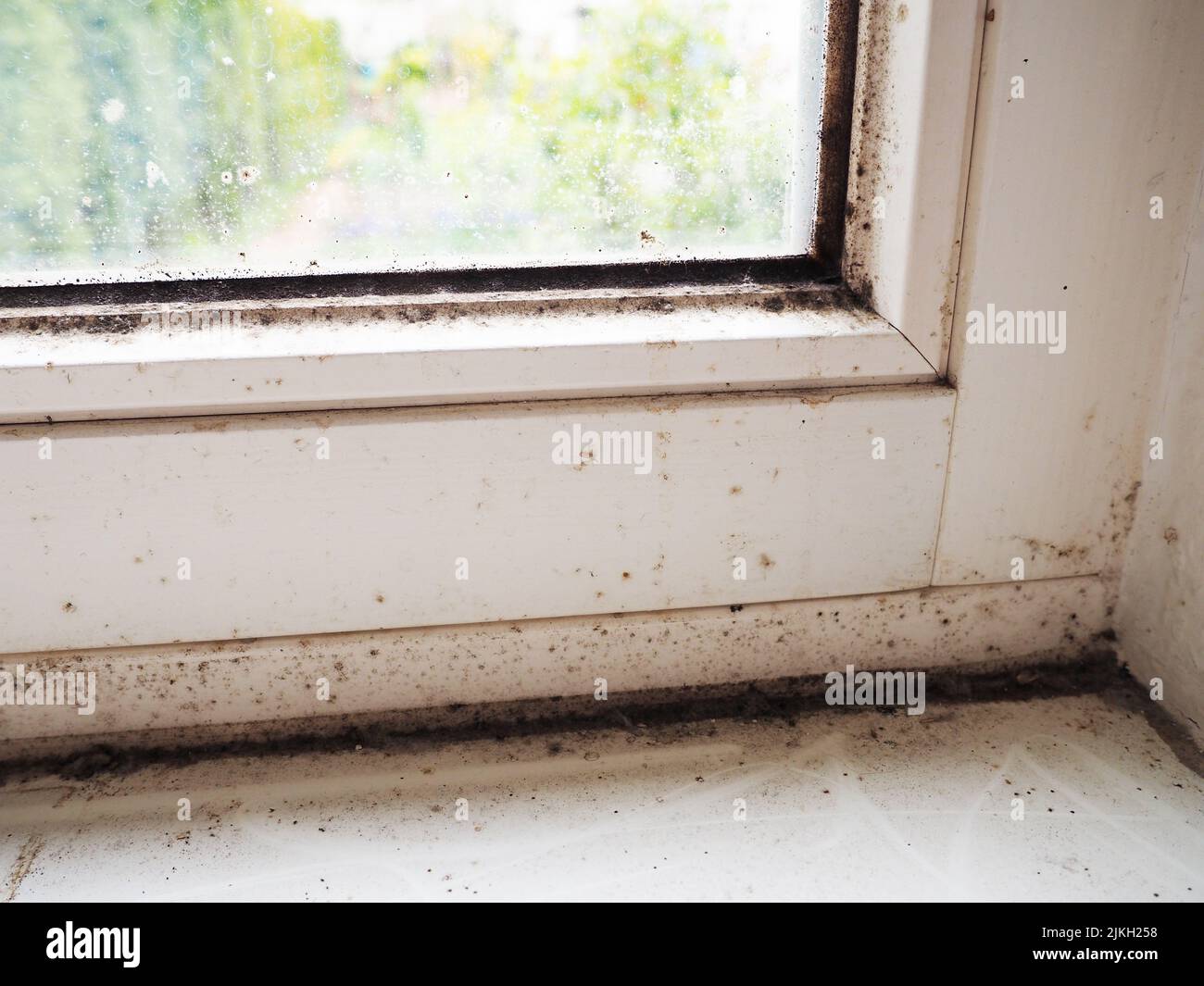 A closeup of black mold in a white wooden window frame Stock Photo - Alamy
