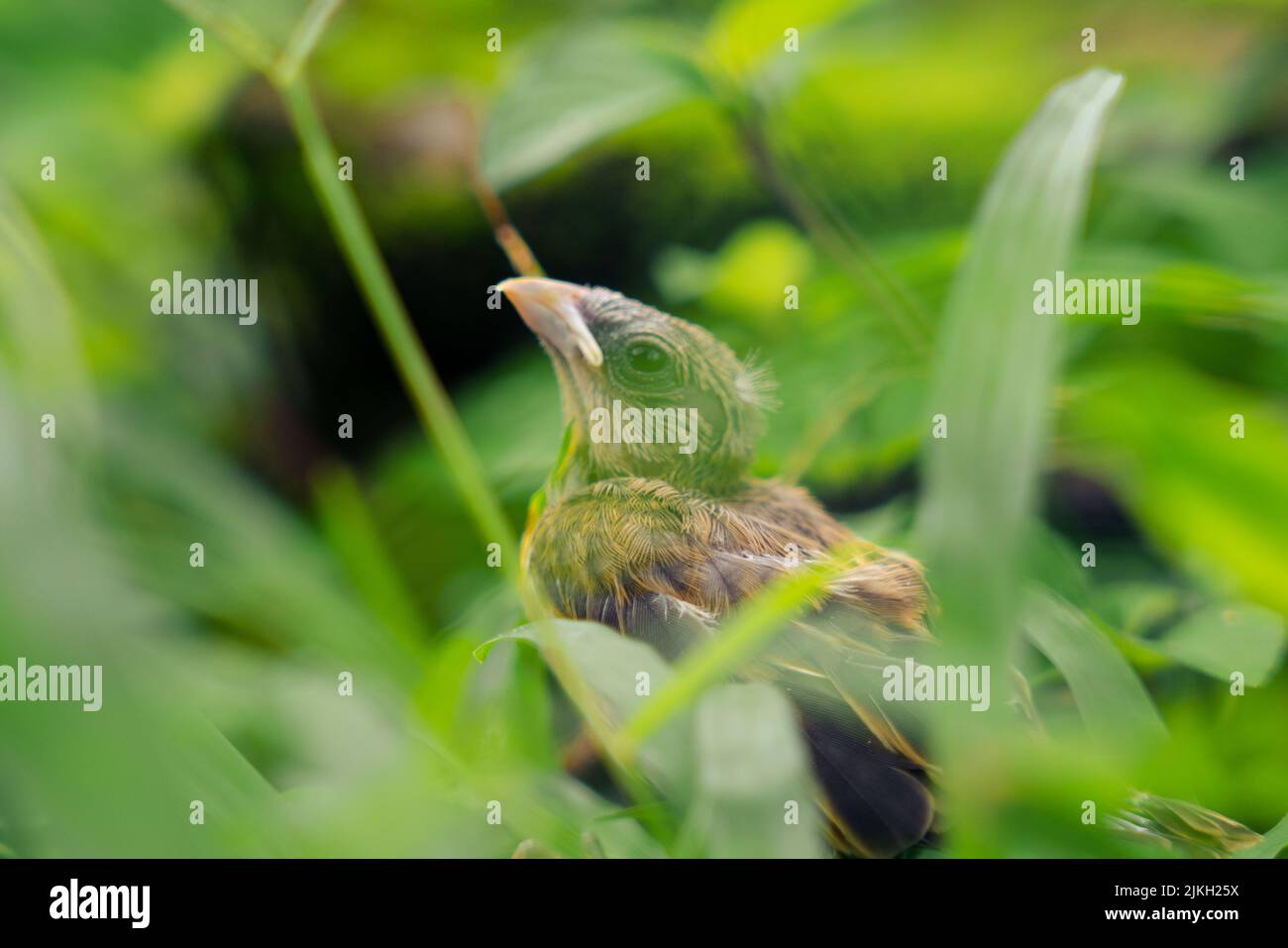 Old world birds hi-res stock photography and images - Alamy