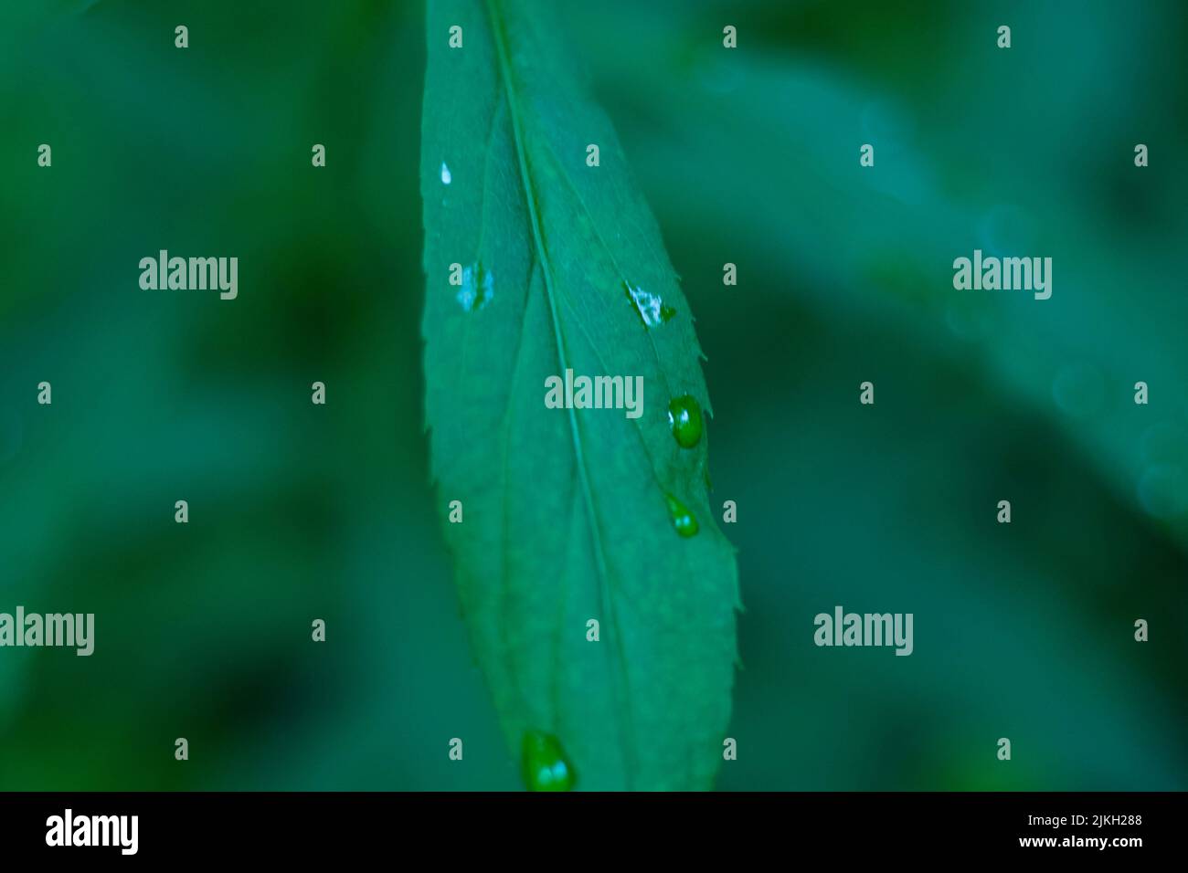 Green healthy leaf hi-res stock photography and images - Alamy