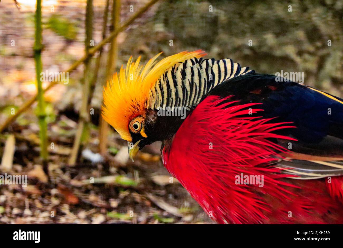Red Golden Pheasant Hen