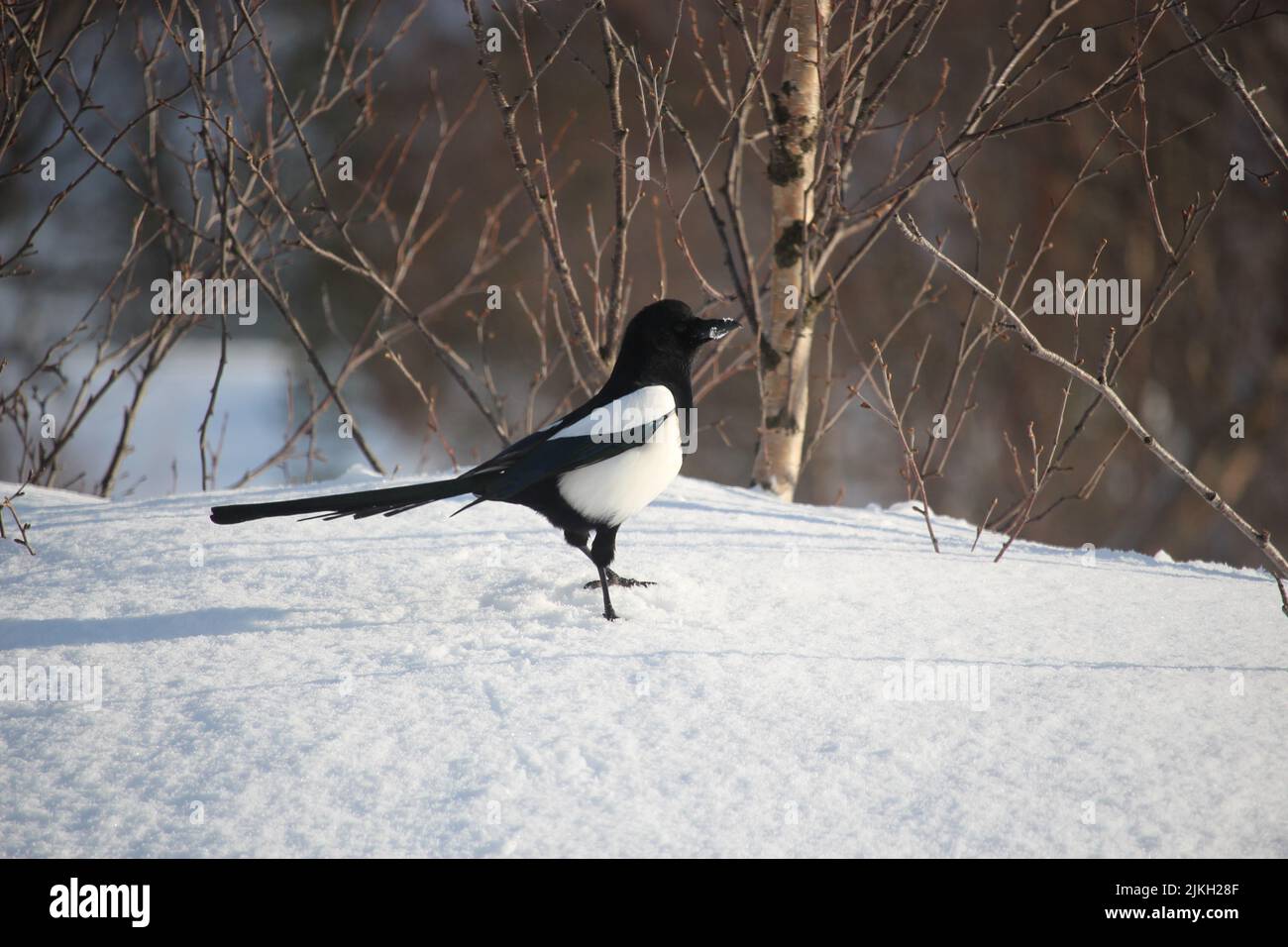 Animal fauna magpie wildlife hi-res stock photography and images - Alamy
