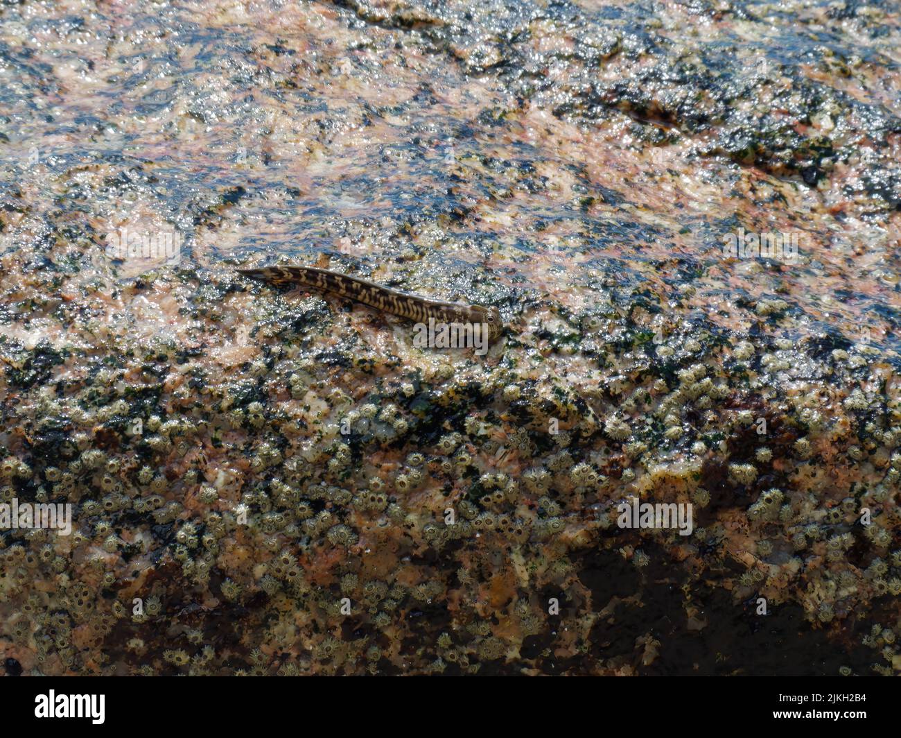 Freshwater blenny hi-res stock photography and images - Alamy