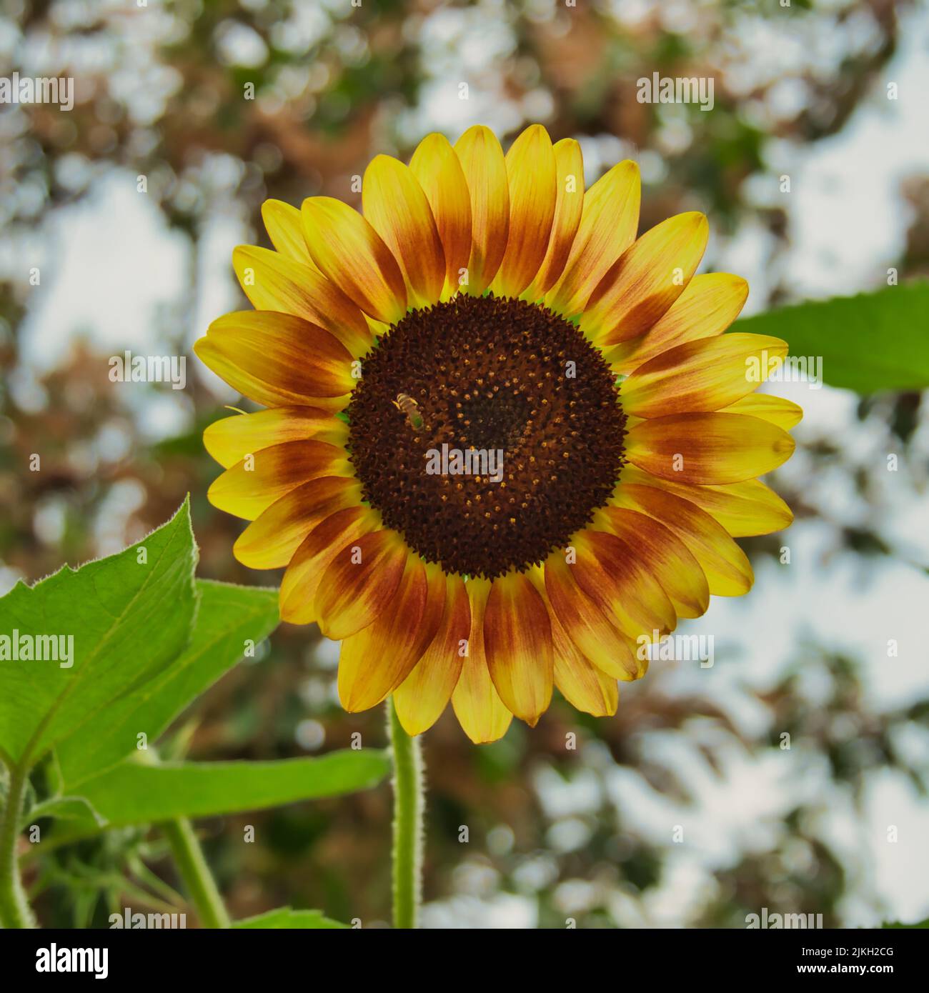Sunflower shade hi-res stock photography and images - Alamy
