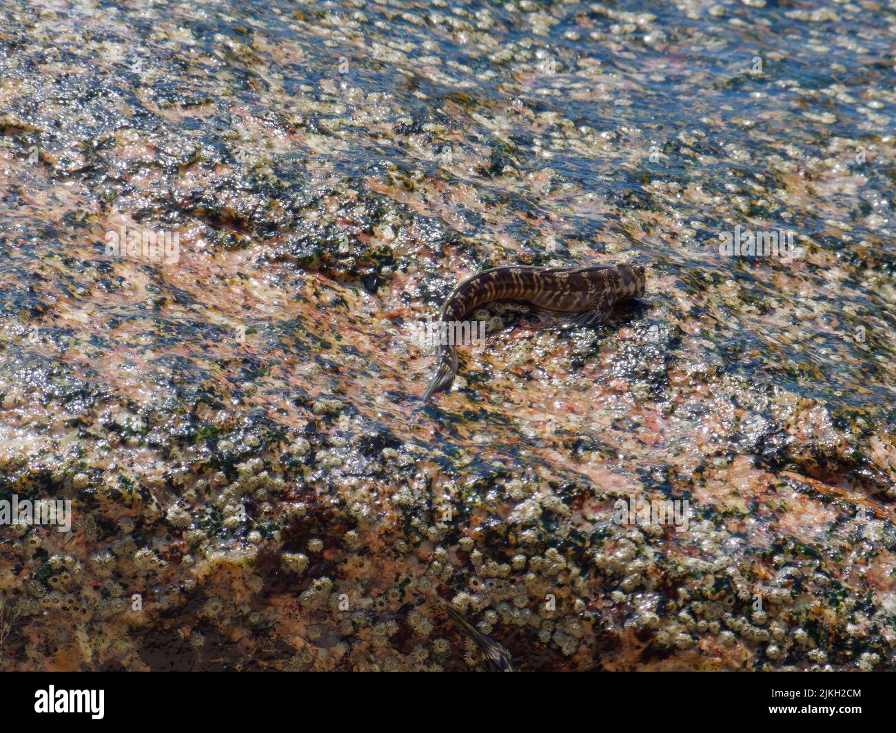 Freshwater blenny salaria fluviatilis hi-res stock photography and ...