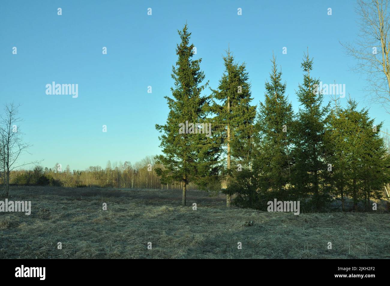 Blue green forest scenic trees hi-res stock photography and images - Alamy