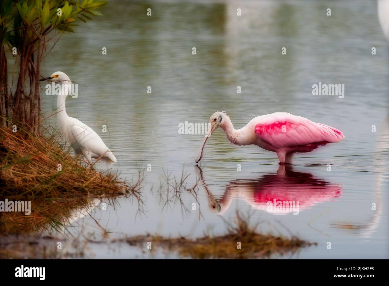 Roseate spoonbill eating in southern Florida Stock Photo - Alamy
