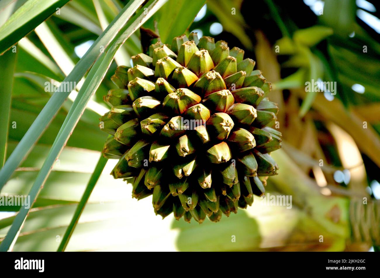 Cluster leaf hi-res stock photography and images - Alamy