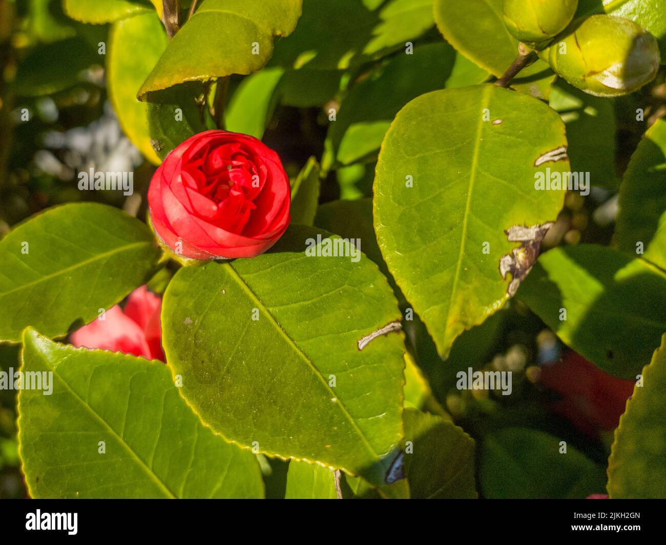 Rose vibrant hi-res stock photography and images - Alamy