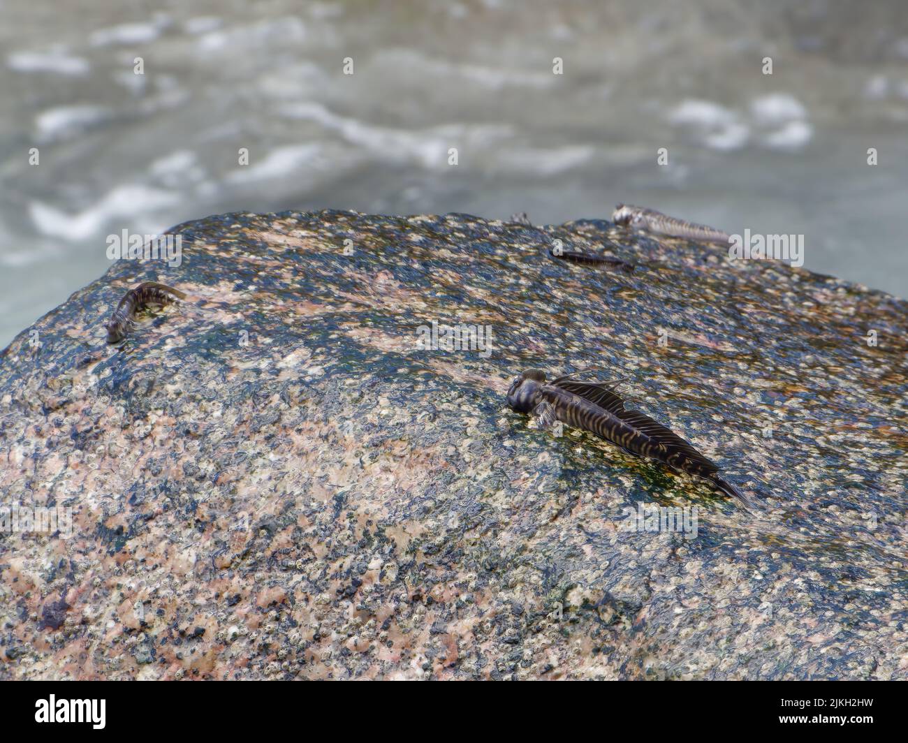 A Freshwater Blenny (Salaria Fluviatilis) fish on a waterside rock ...