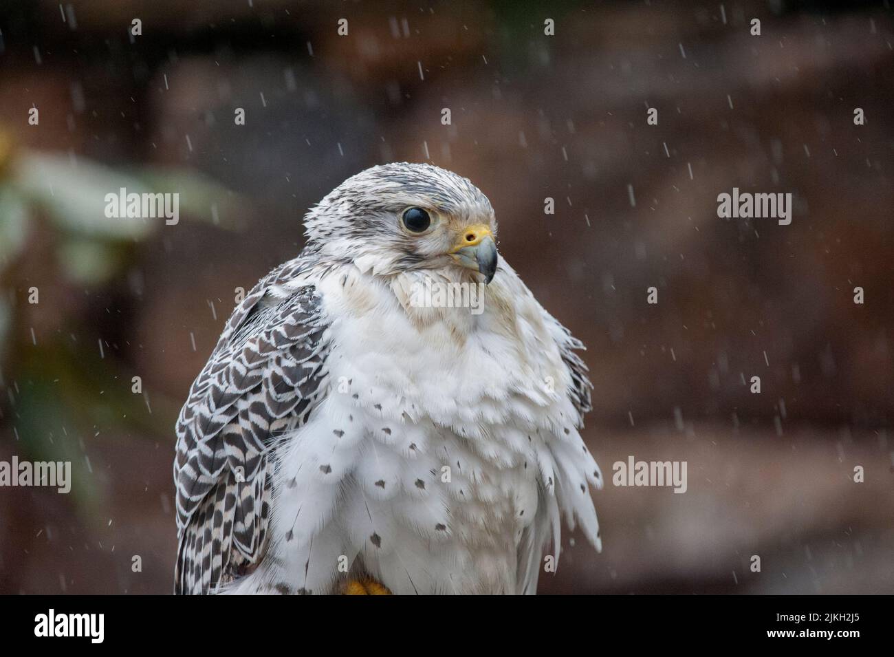 Gyrfalcon a bird of prey sitting in the rain Stock Photo - Alamy