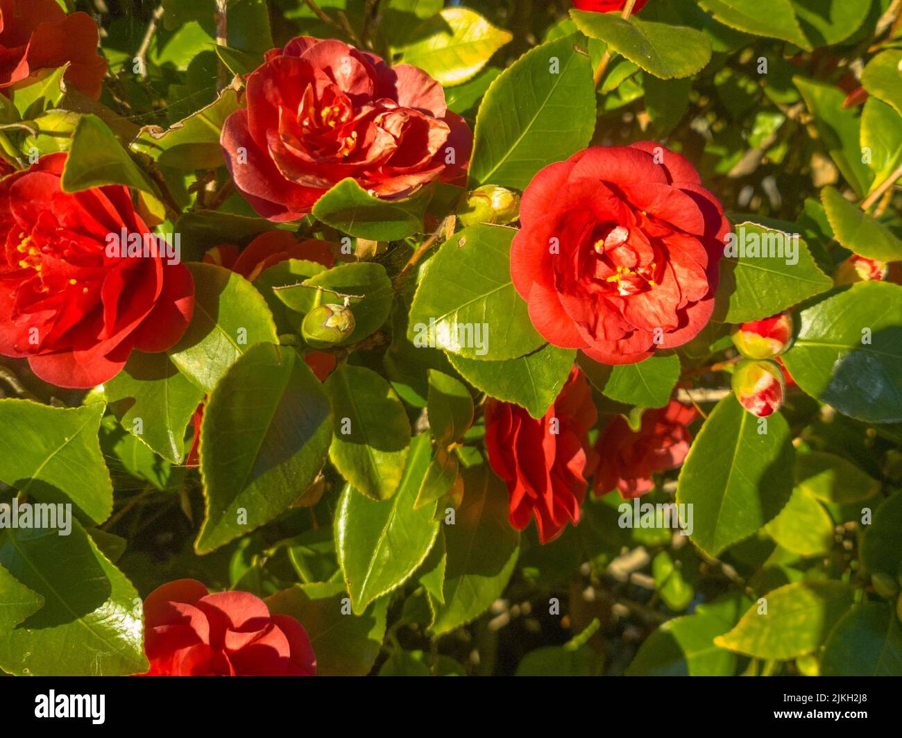 The red flowers in the garden Stock Photo - Alamy