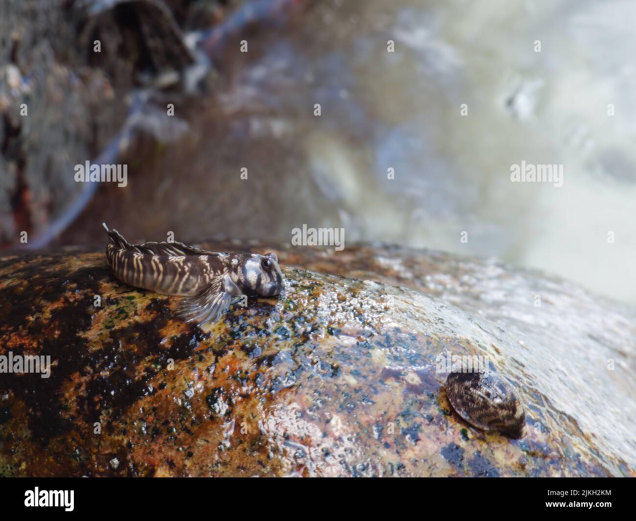 Freshwater blenny salaria fluviatilis hi-res stock photography and ...