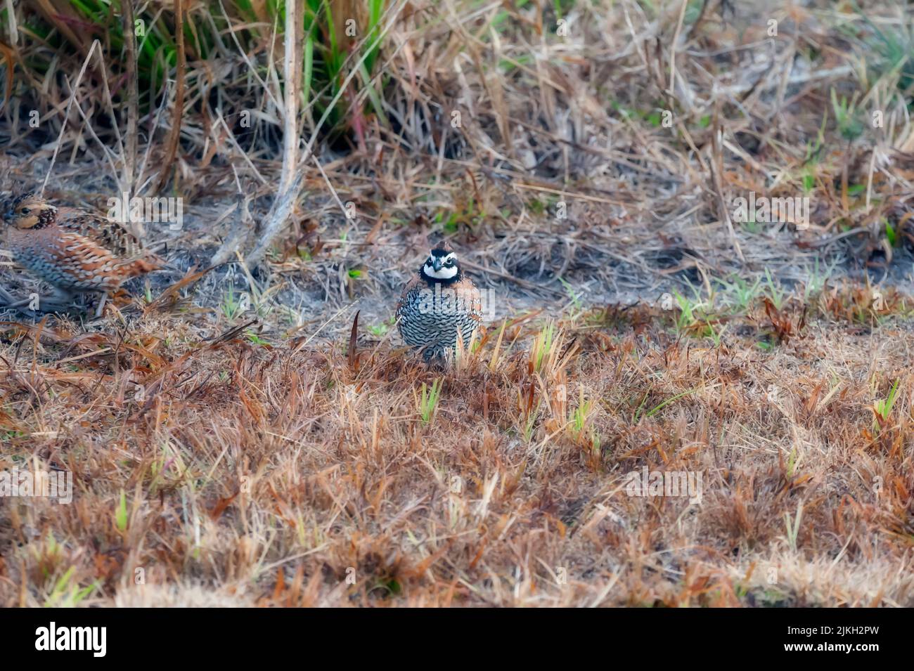Quail birds hi-res stock photography and images - Alamy