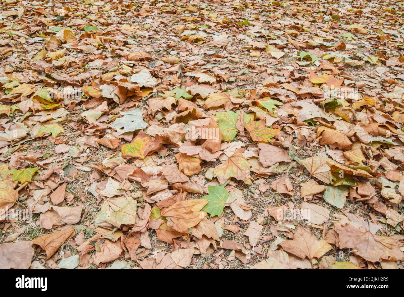 London, England, UK. 2nd Aug, 2022. Fallen leaves cover St James's Park ...