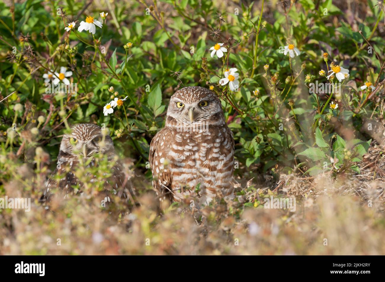 Burrowing owls outside their den Stock Photo - Alamy