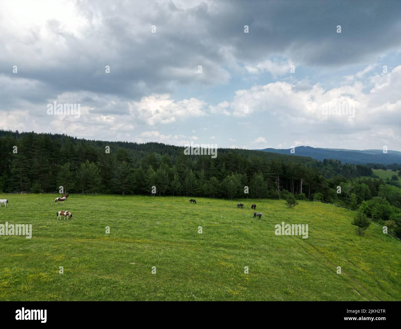 Aerial view grazing horses outdoors hi-res stock photography and images ...