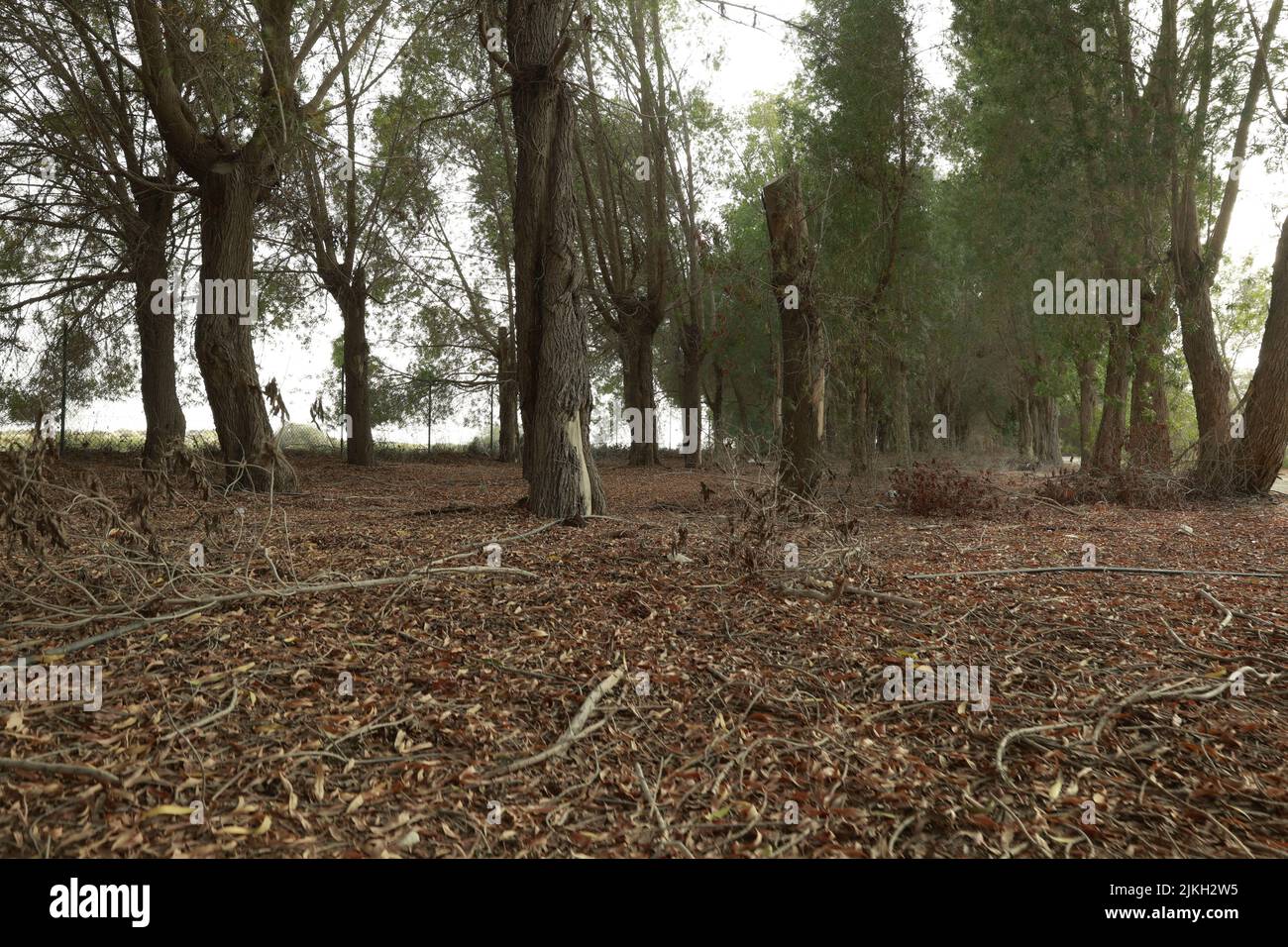 A rural brown forest with fallen twigs and branches Stock Photo - Alamy